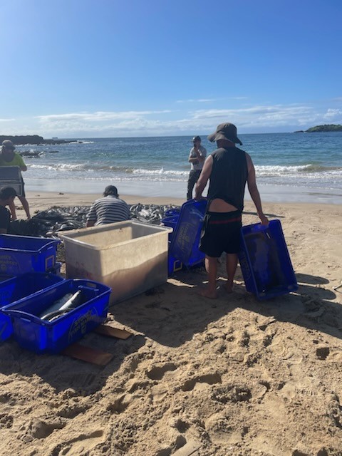 Boxing fish at Fishermans beach Port Kembla 2019 – Wollongong City ...